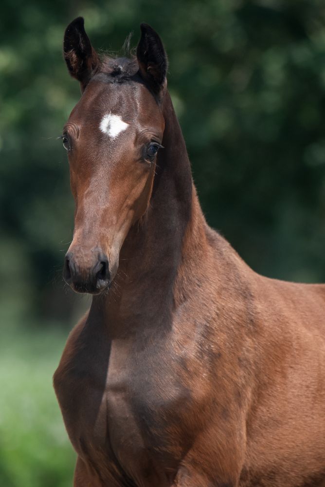 Hengstenveulen uit lijn Diamond Hit/Sandro Hit - Sporthorses