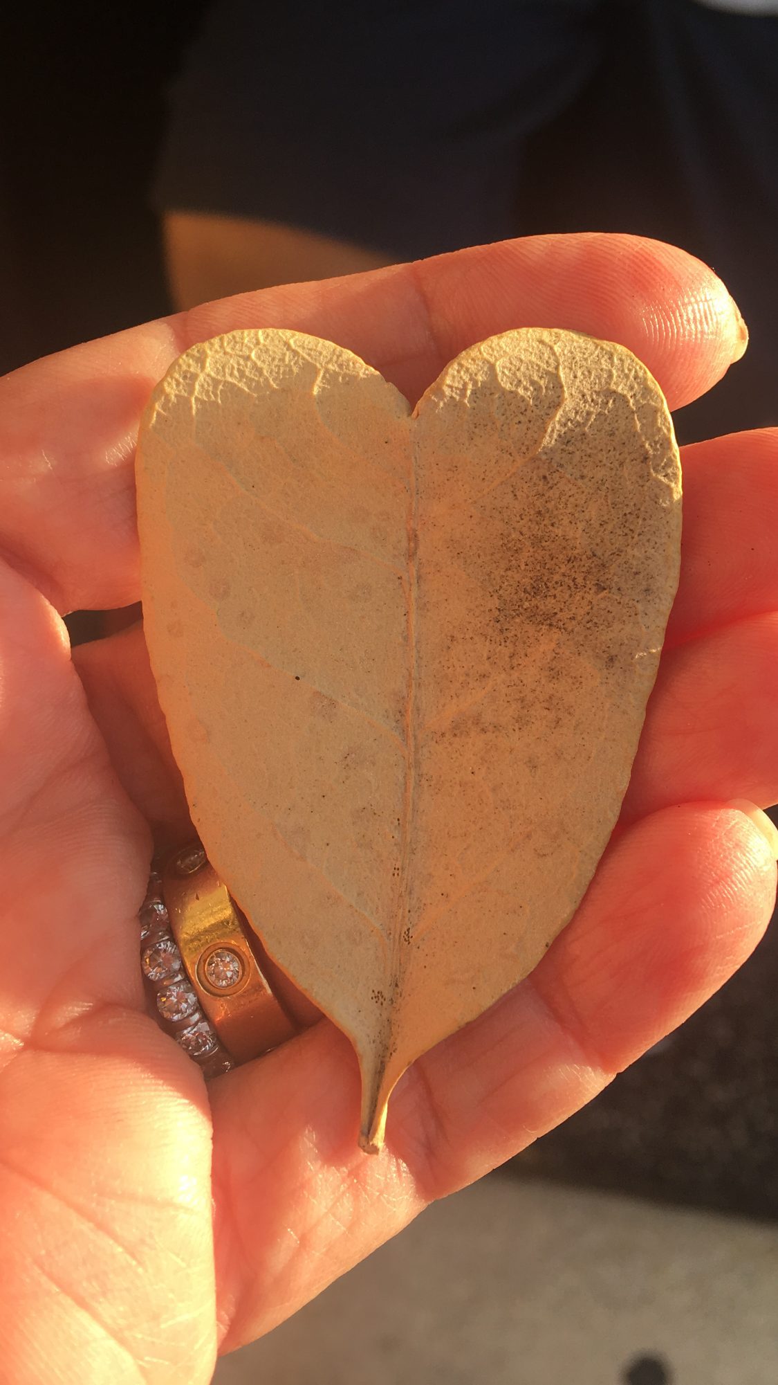 The First Heart Leaf – Caleb & Calder's Awesome Foundation