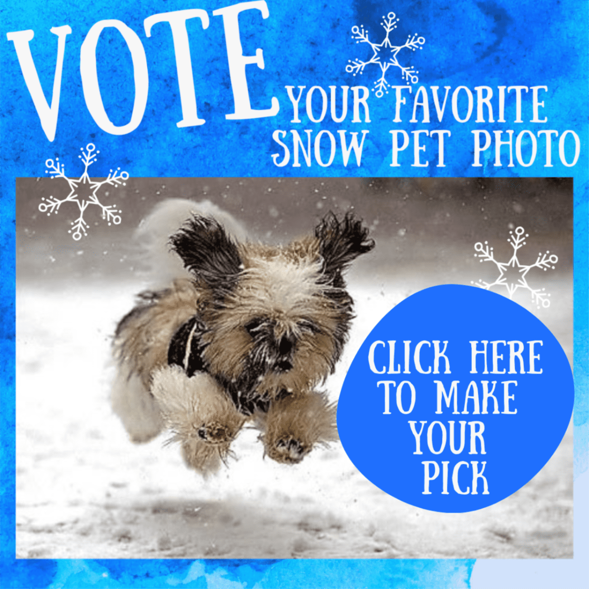 VOTE for Your Favorite Pet Photo from "First Snow 2019" - The Zebra ...