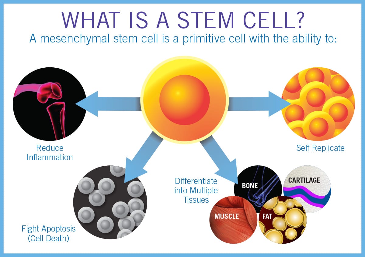 How The Field Of Orthopedics Is Reaping The Benefits Of Stem Cell