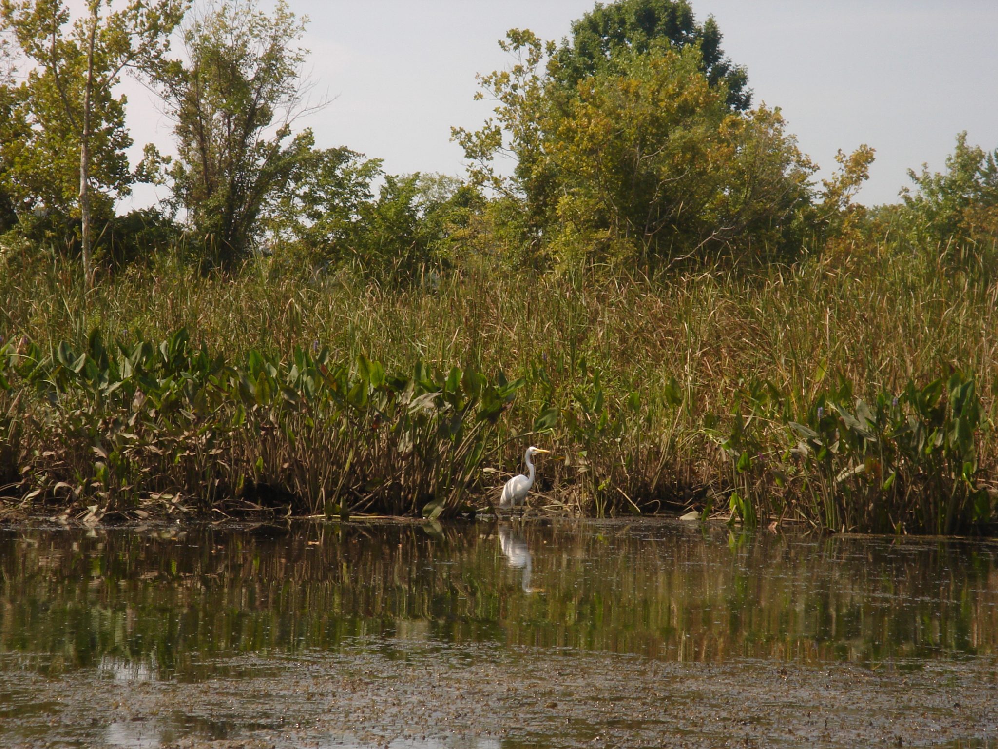 The Watery Wonderlands of Northern Virginia - The Zebra-Good News in ...