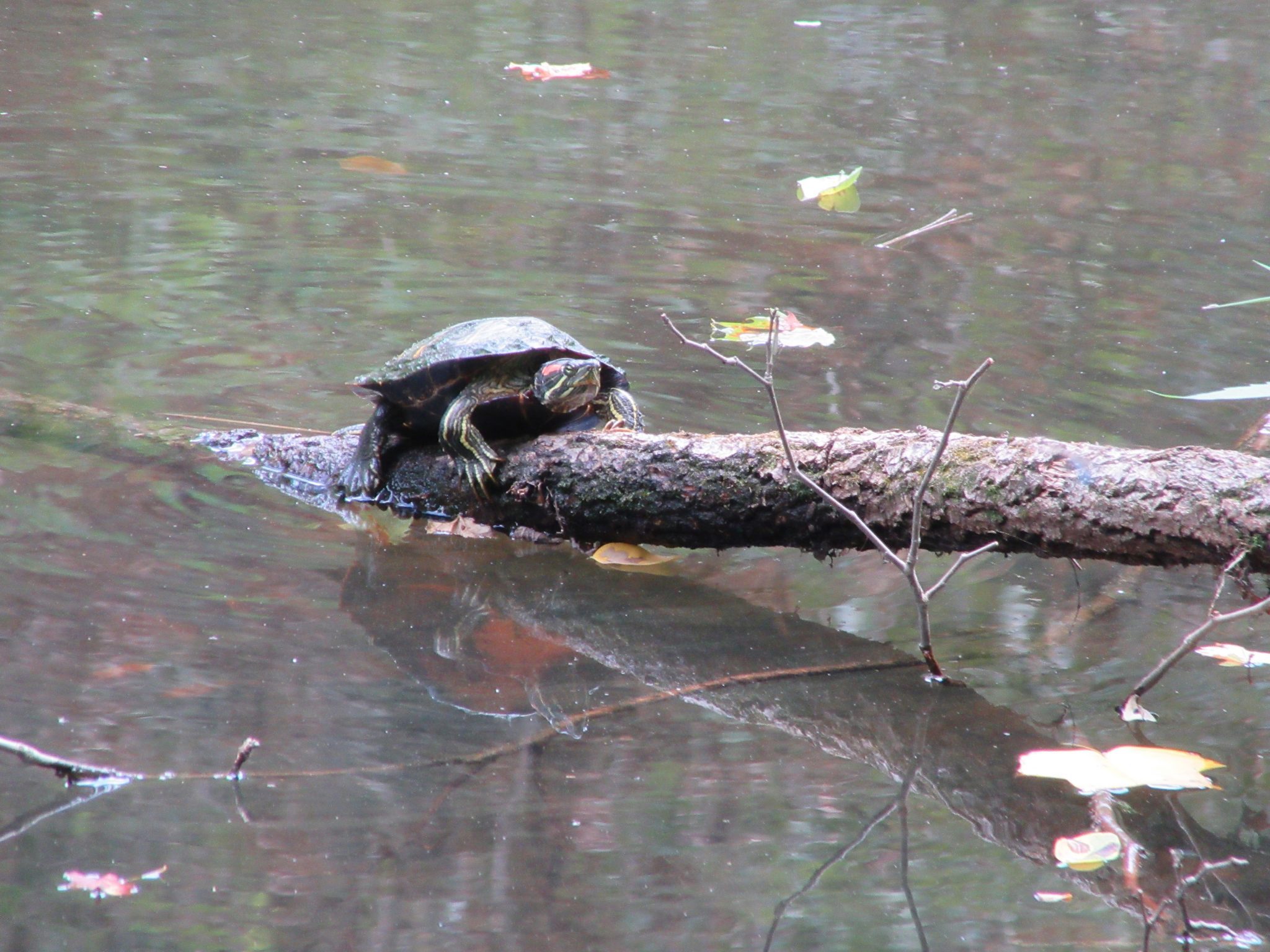 The Watery Wonderlands of Northern Virginia - The Zebra-Good News in ...