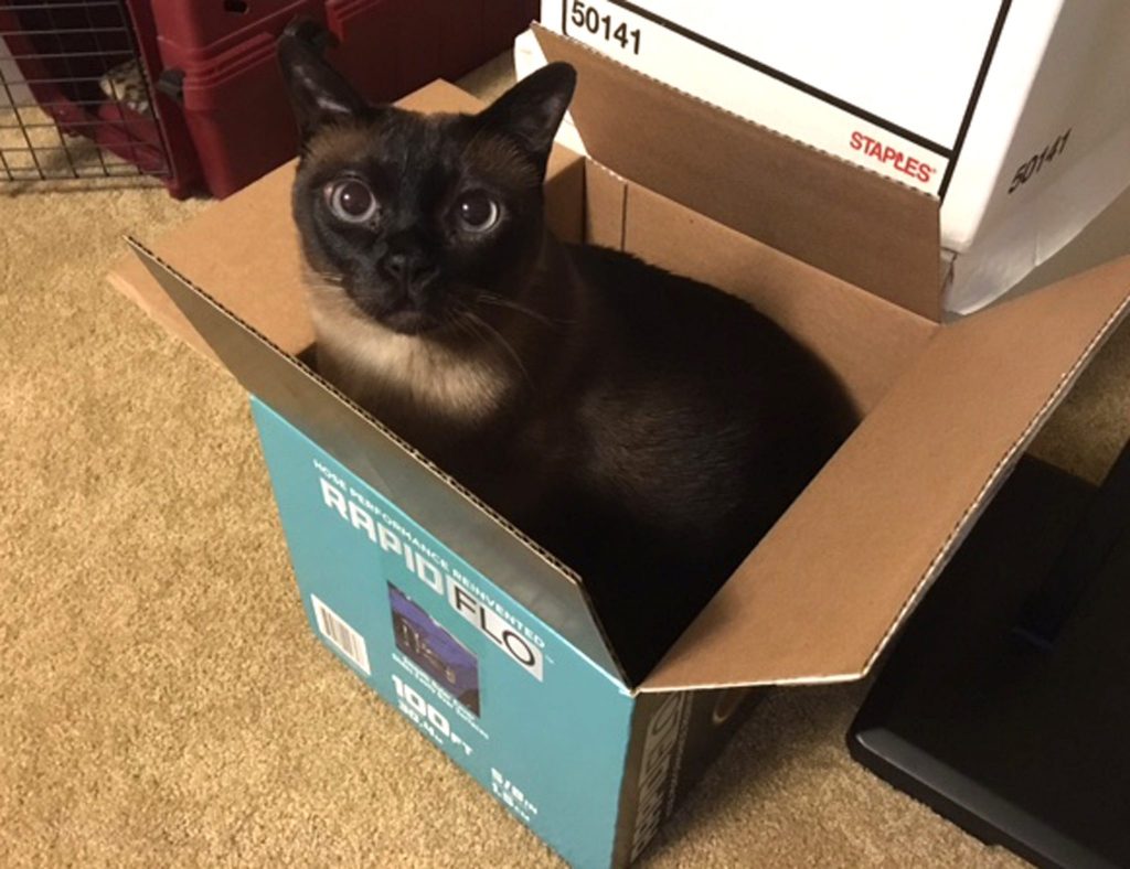 Cat in a Box - February 2020 Edition Unveiled