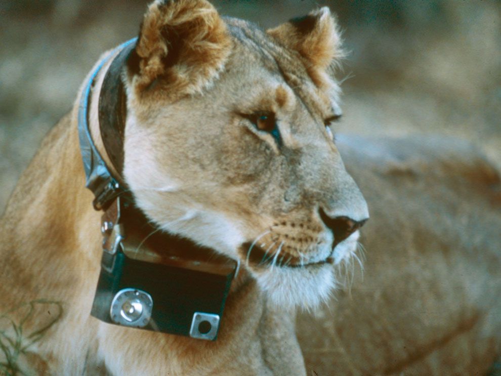 National Geographic’s Crittercam Visits T.C. Williams - The Zebra-Good ...