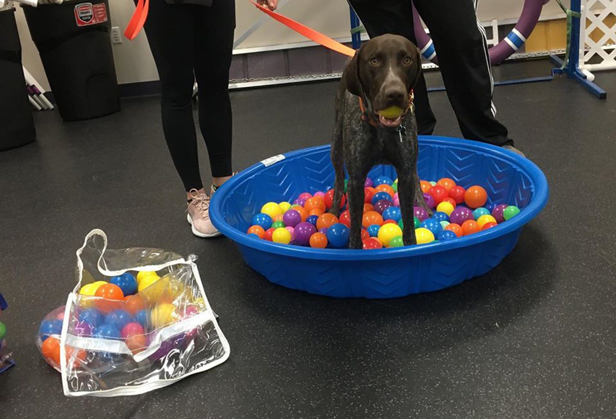 Training Time - Easy, DIY Enrichment Games for Your Pup