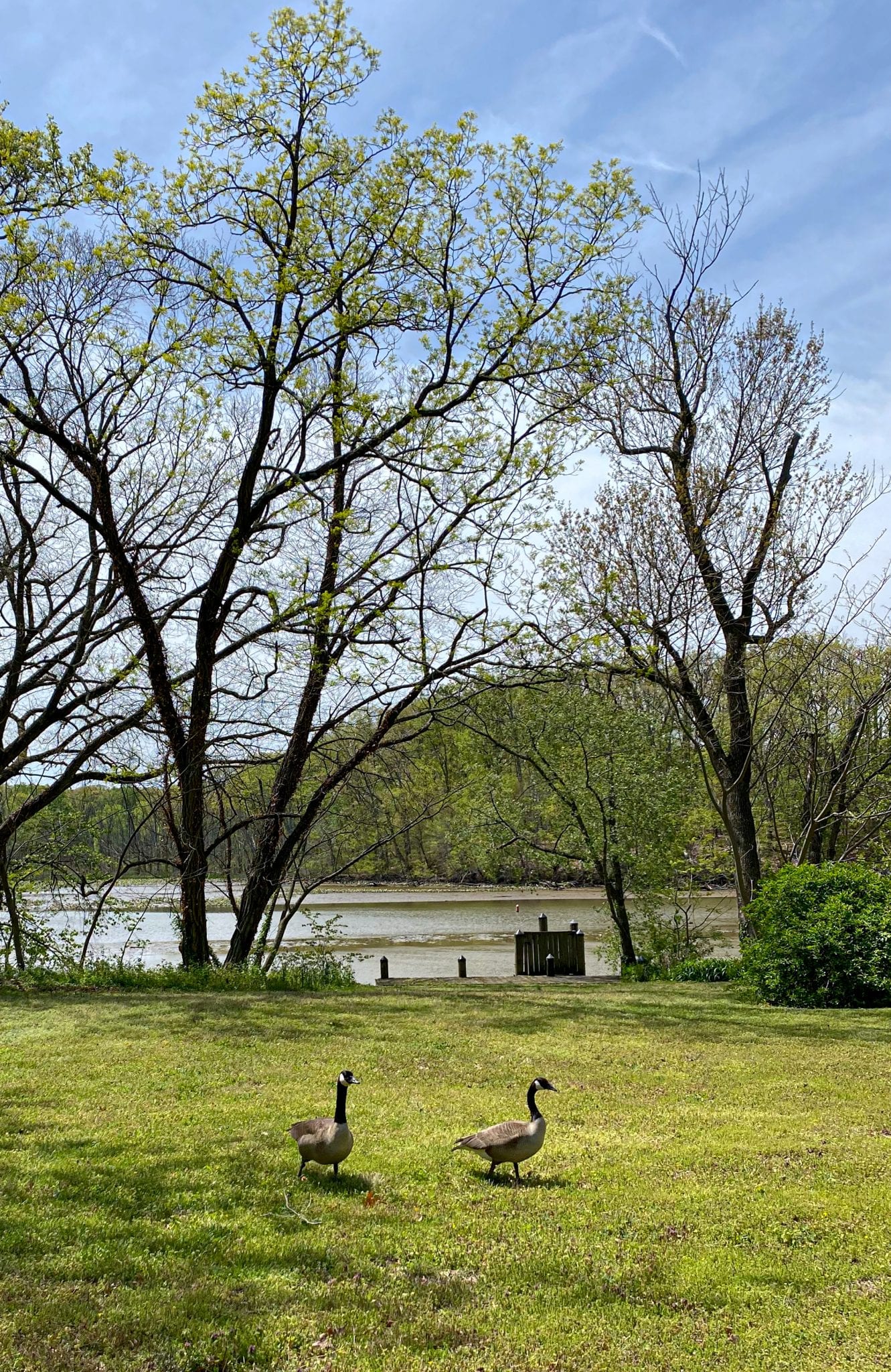 Coping with COVID-19 in Stratford Landing - The Zebra-Good News in ...