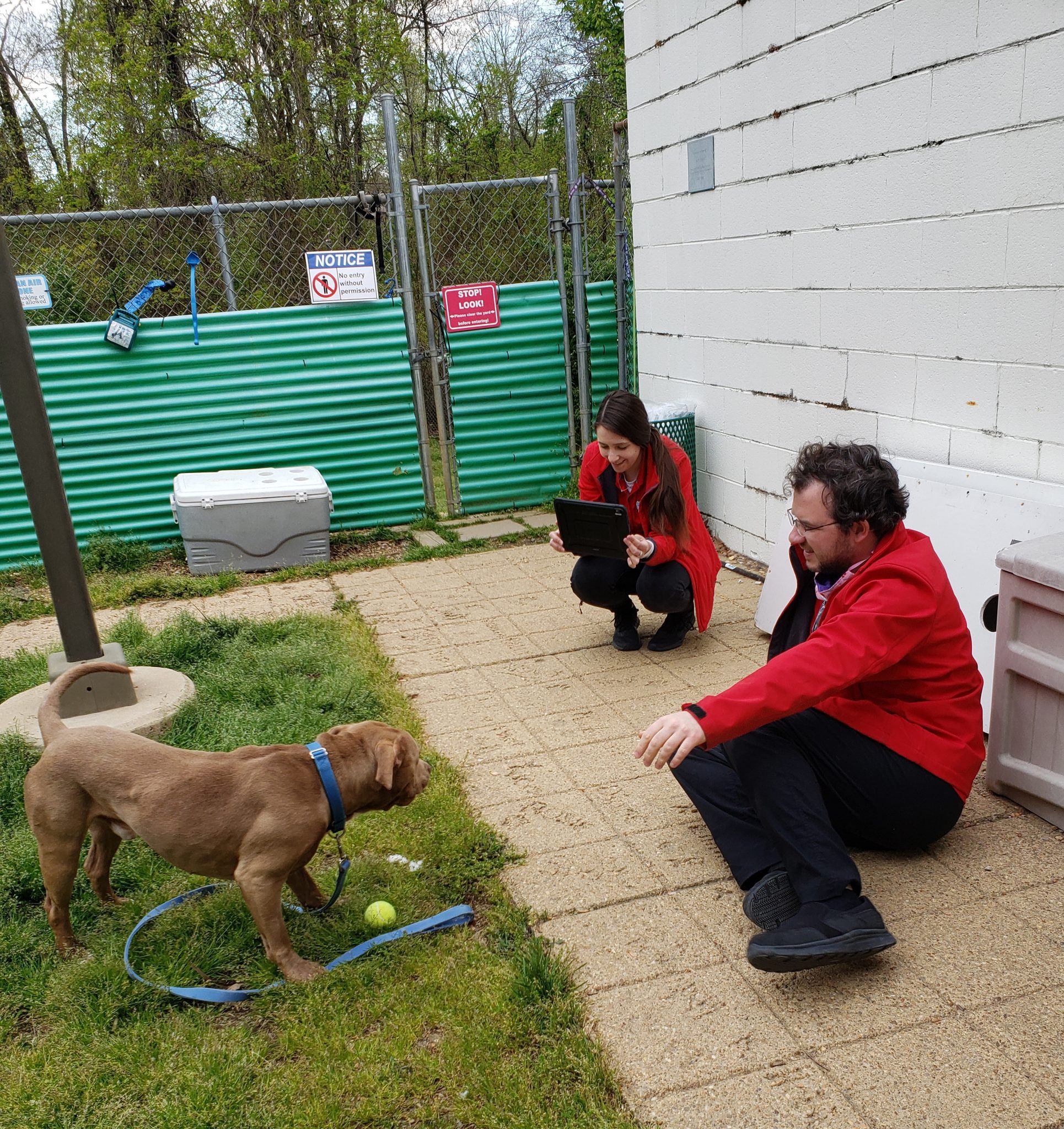 AWLA Adoptions are still a Virtual Process in Phase II