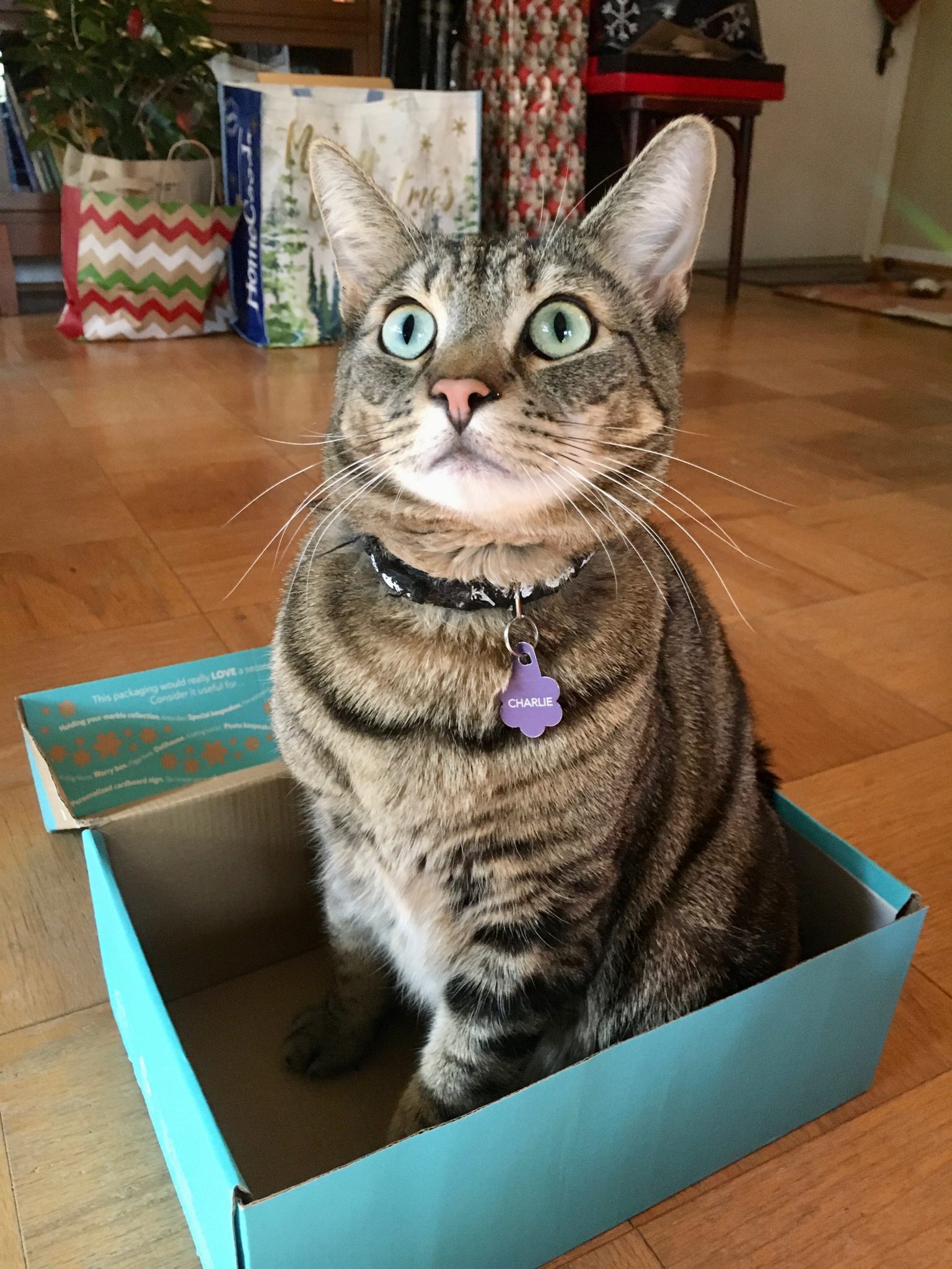 Cat in a Box - June 2020 Edition Revealed