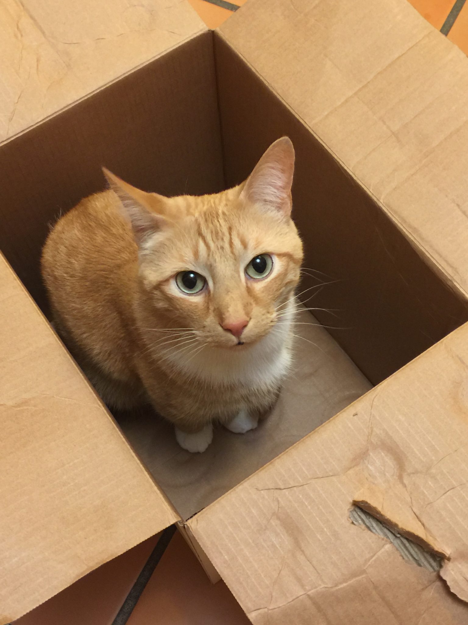 Cat in a Box - July 2020 Edition Unveiled