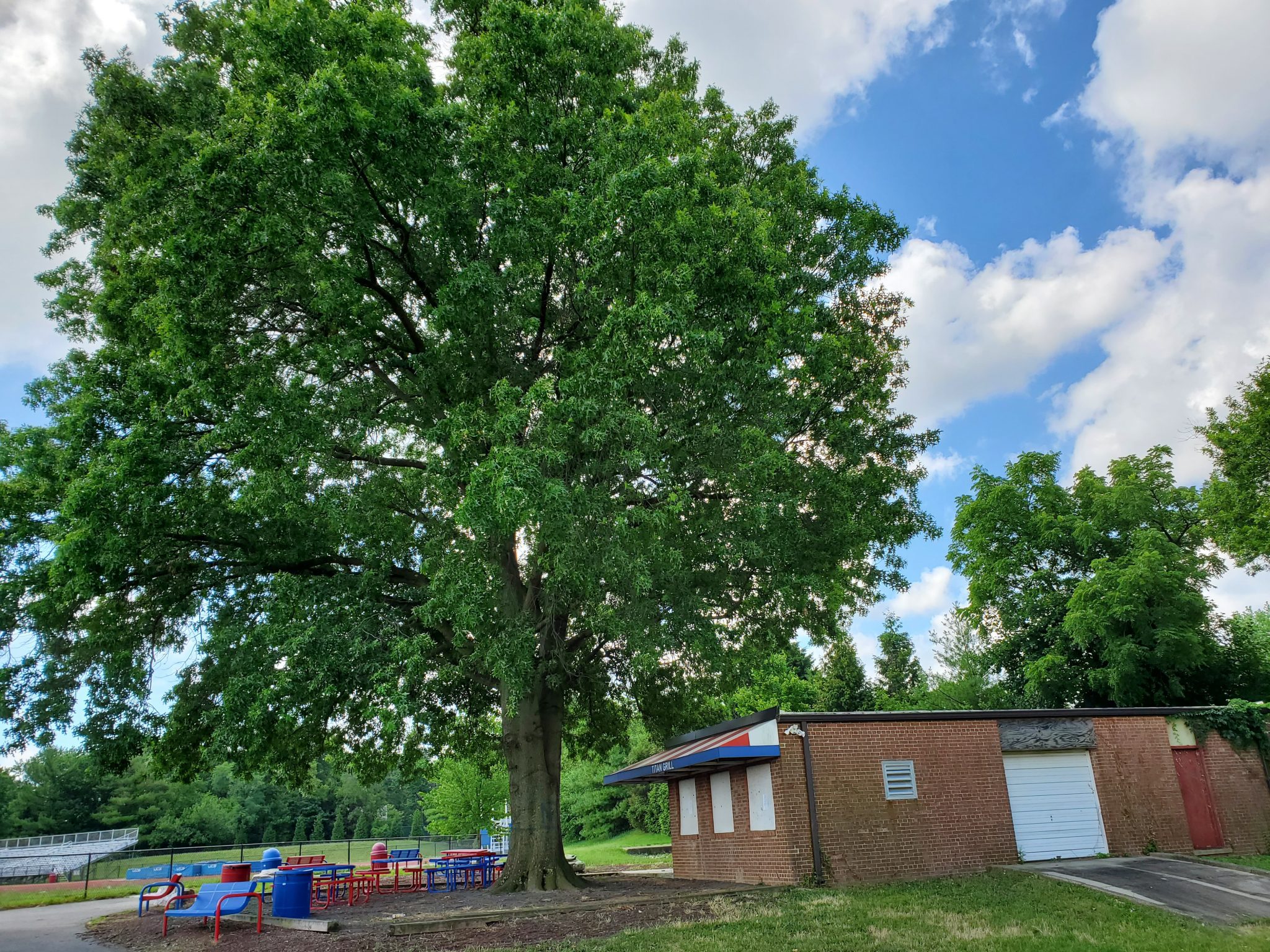 Counting the Rings: "T.C. Witness Tree" Tells the Rest of the Story ...