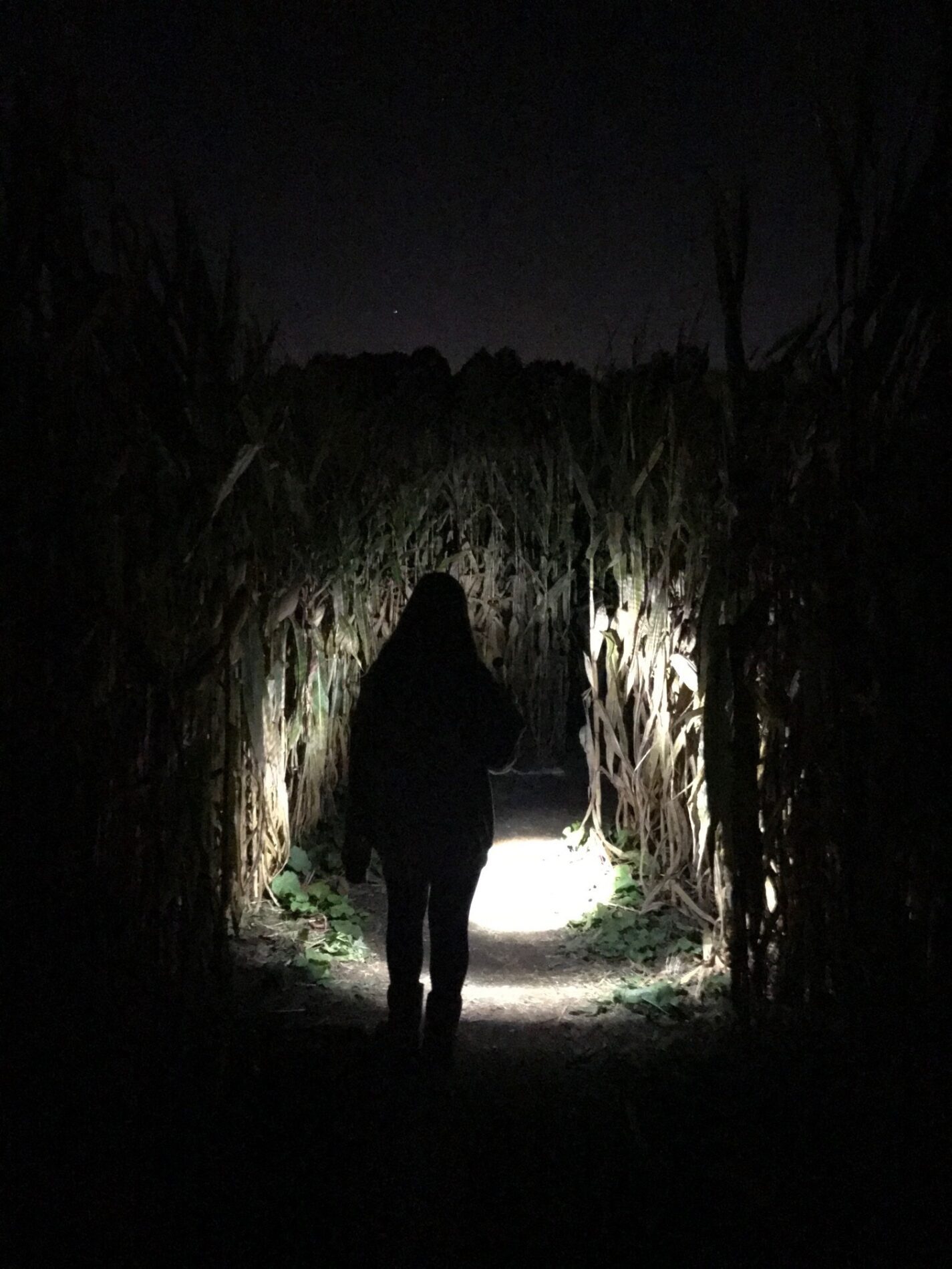 Washington DMV Fun: Flashlight Corn Maze is Spooky and Fun - The Zebra ...