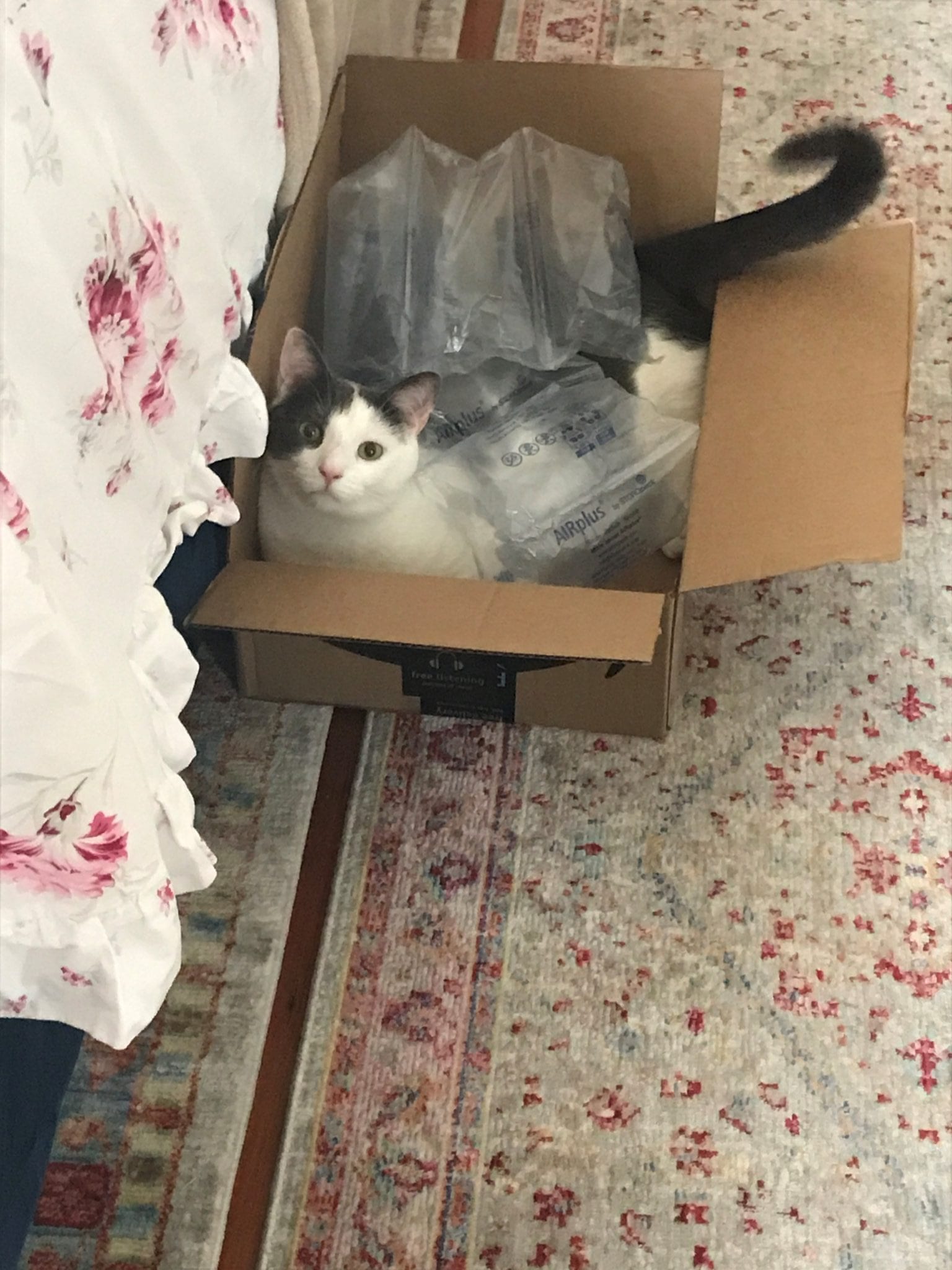 Toby Sneaks into a Box - Feline Adventures Unfold