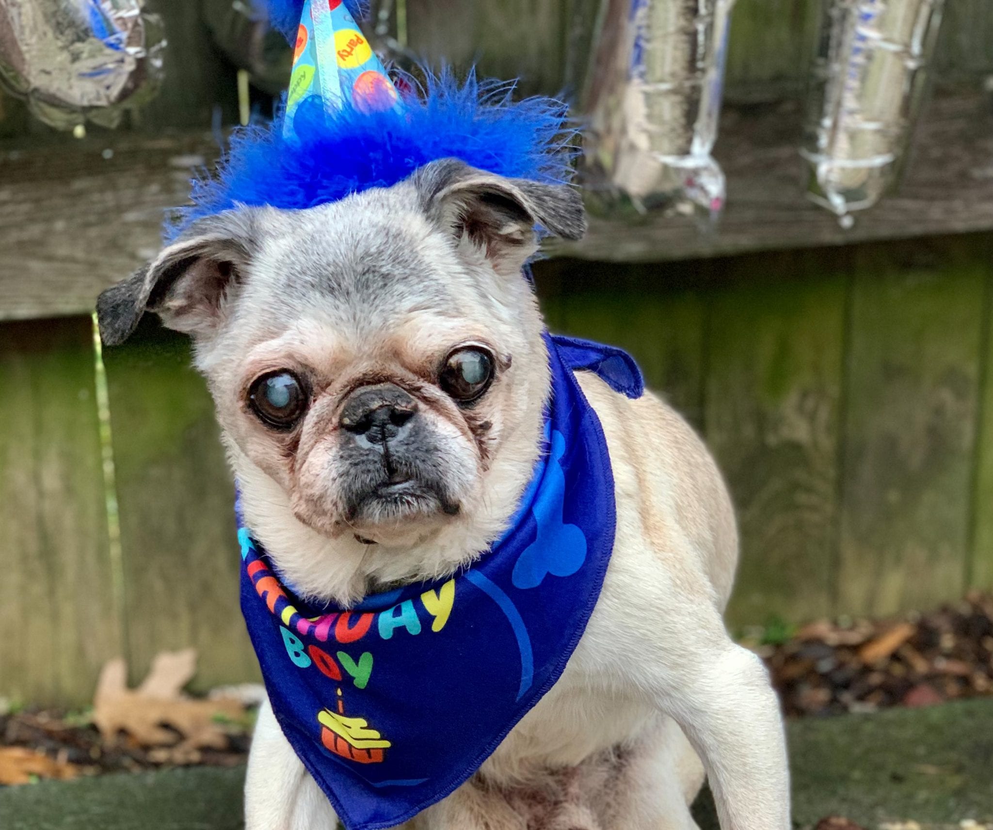 Pugsley: A Puppy At Heart... Even at 21