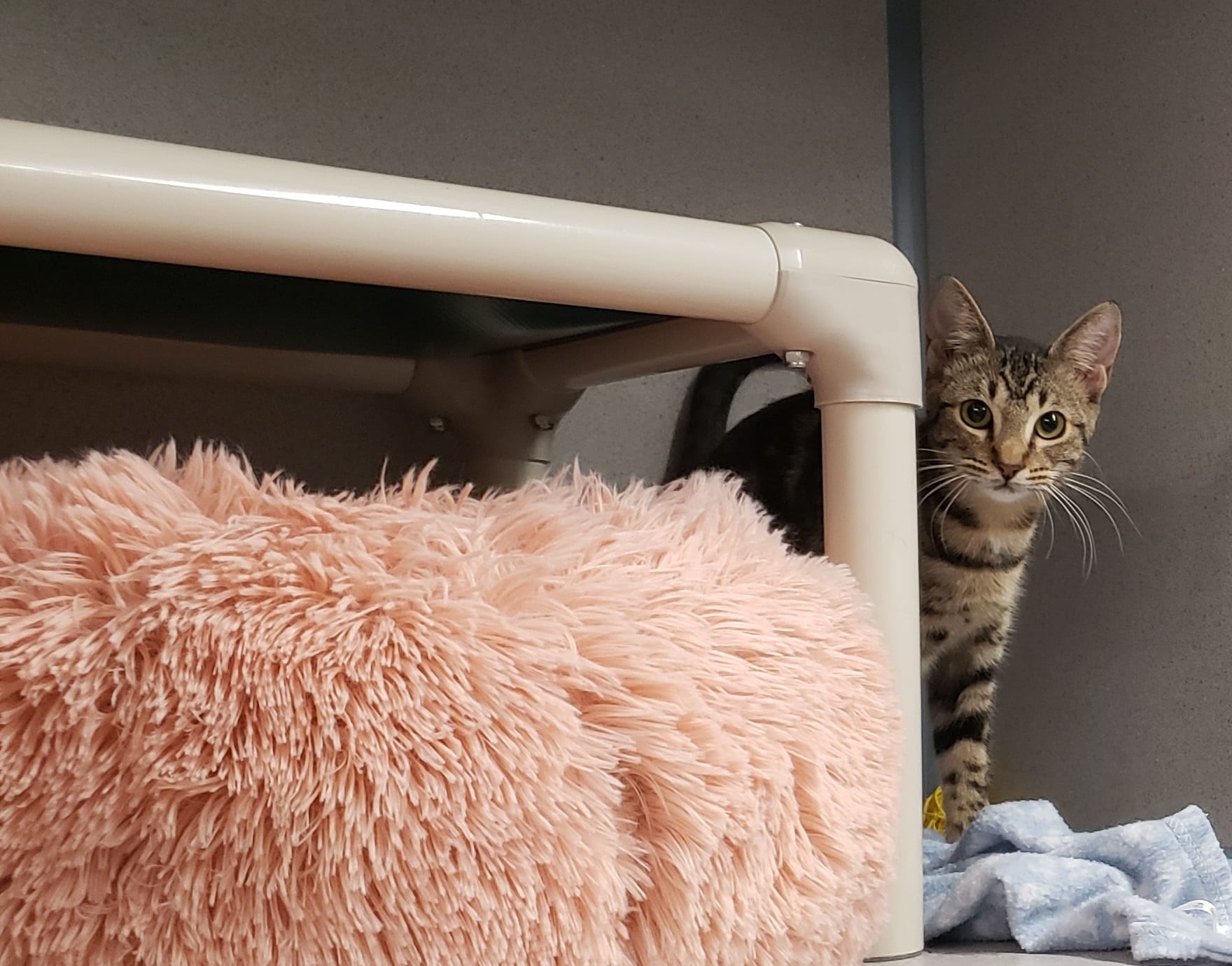 AWLA Transports 50 Cats Halfway Across the Country - The Zebra-Good ...