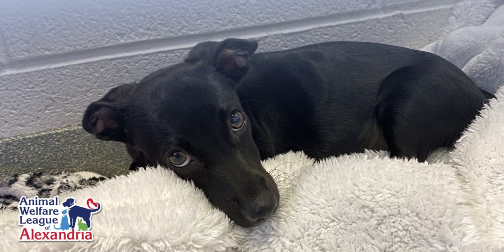 You Can Help Fix Elvis' Heart! - The Zebra-Good News in Alexandria