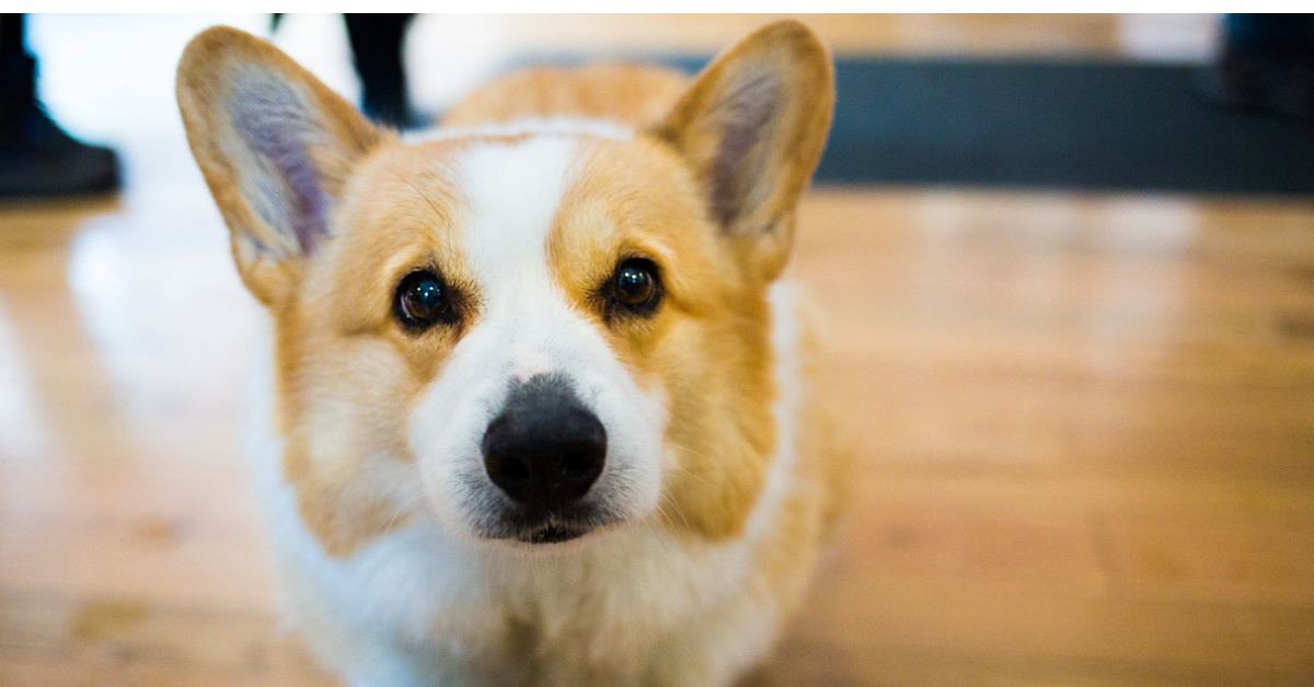 Pandemic Pounds: Virginia Ranks Second in Overweight Dogs - The Zebra ...