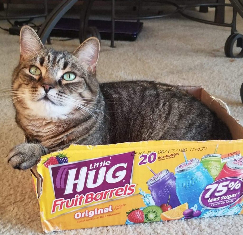 Meet Logan, September’s “Cat in a Box” in Alexandria, Virginia