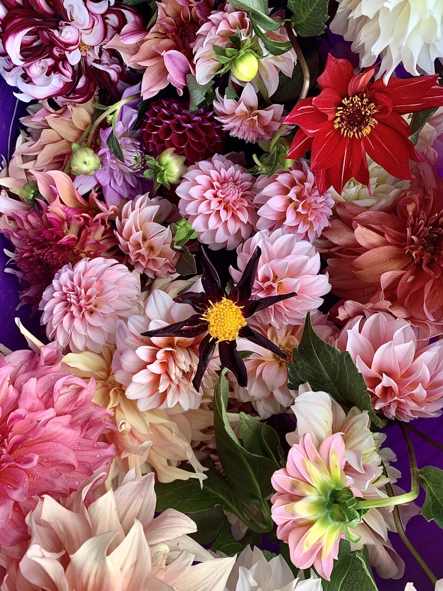 Dahlia Society Blooms in Alexandria's Del Ray Neighborhood