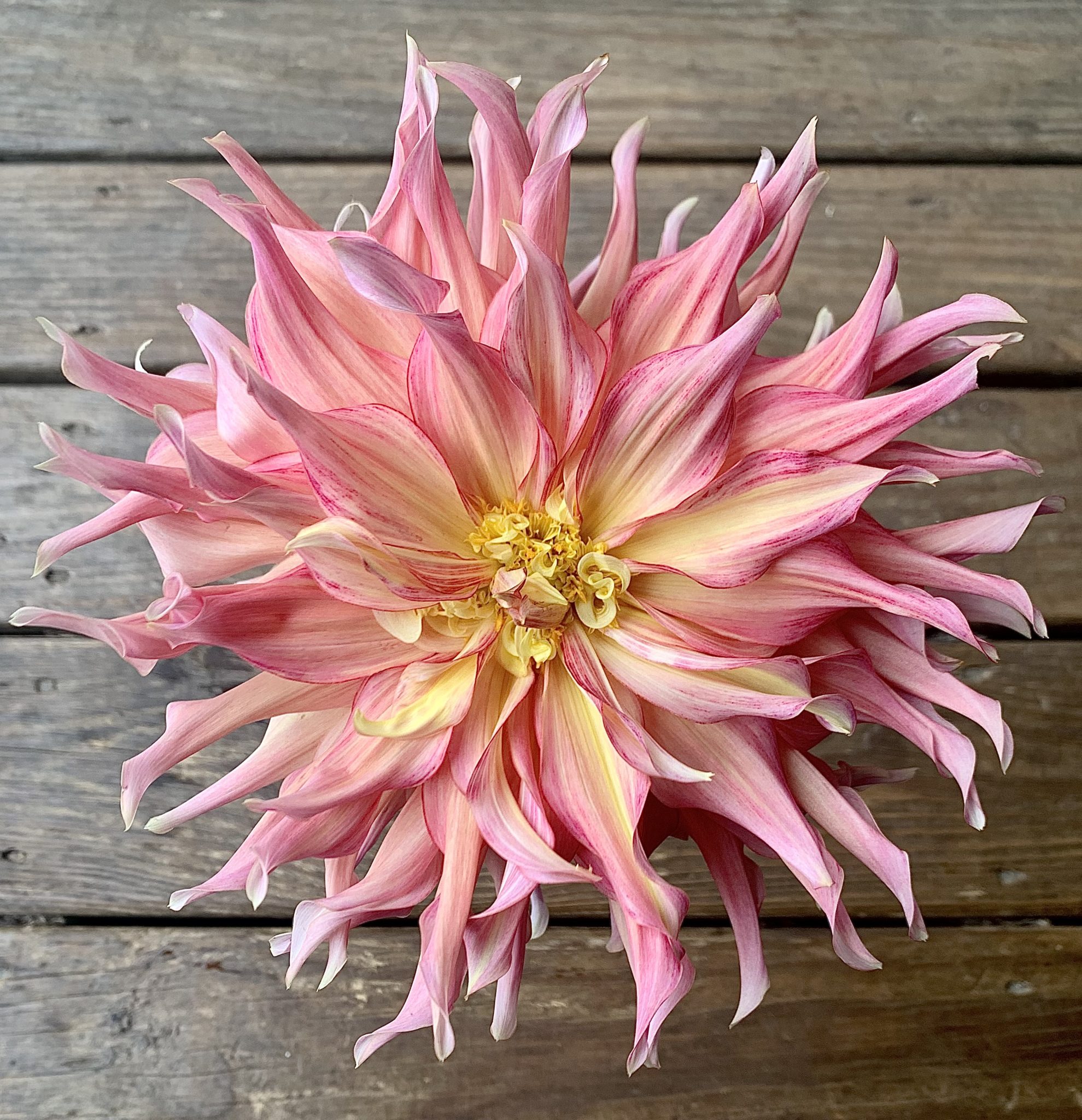 Dahlia Society Blooms in Alexandria's Del Ray Neighborhood