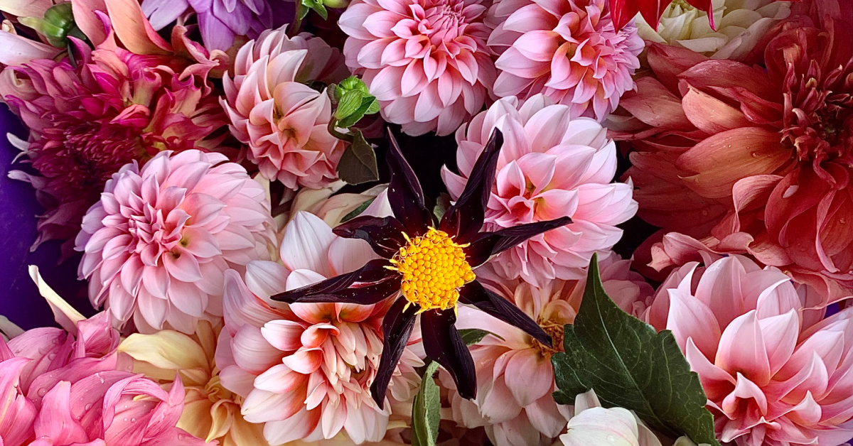 Dahlia Society Blooms in Alexandria's Del Ray Neighborhood