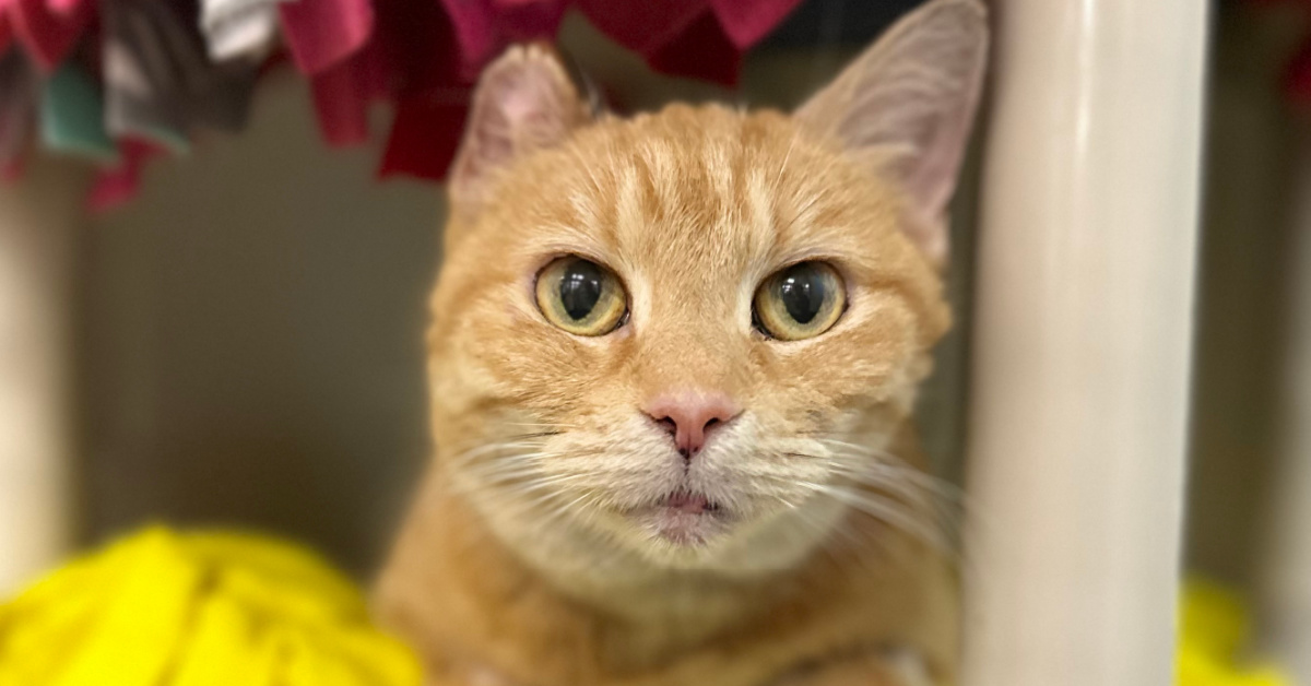 Needs Home: Sweet Orange Tabby in Alexandria Loves Squirrel-Watching ...