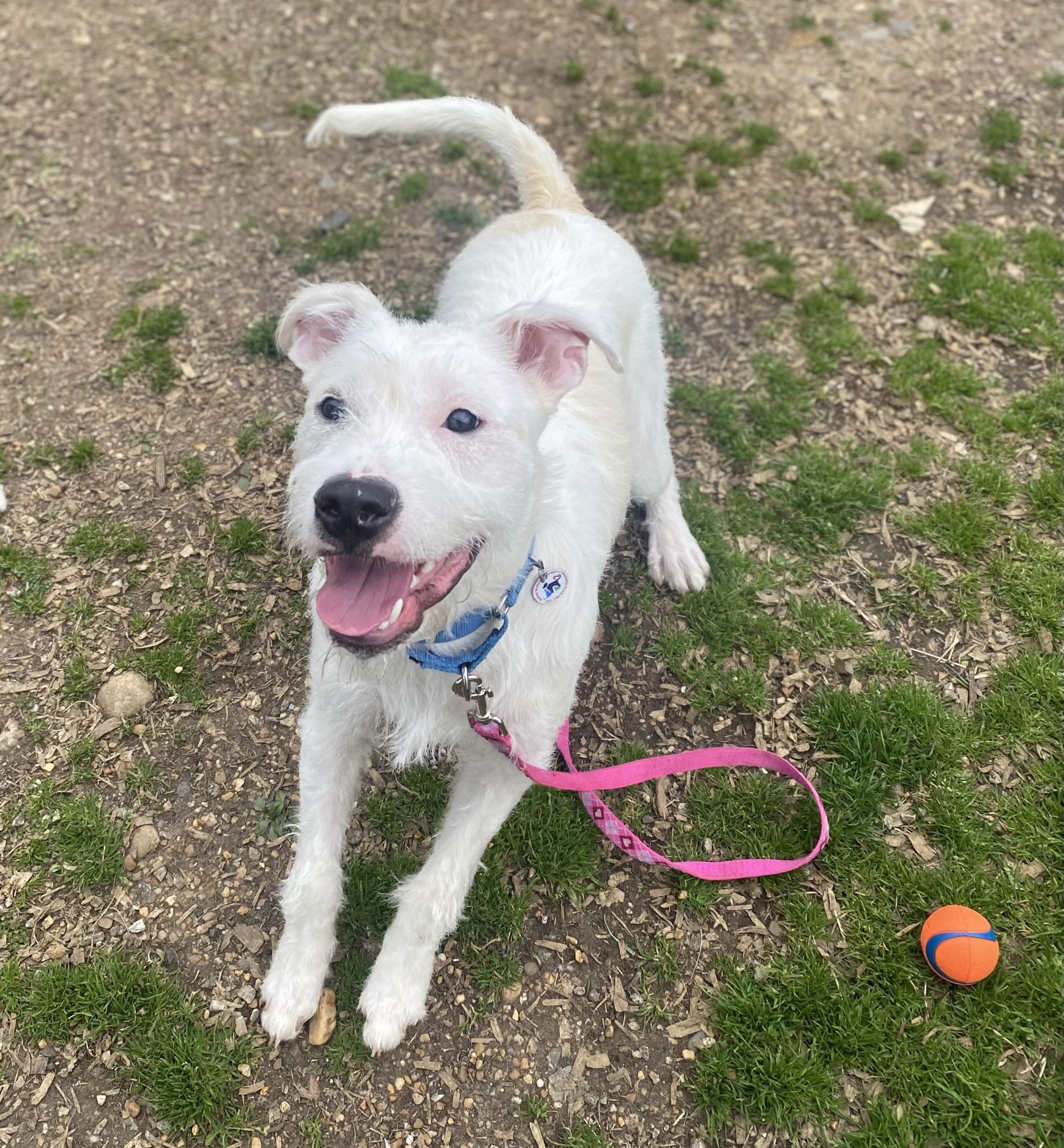 Adopt Colby, a Puppy Who Loves to Play and Likes Other Dogs