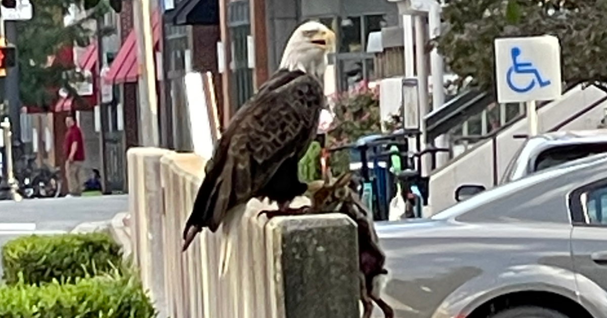 Bald Eagle Goes Rabbit Hunting in Downtown Arlington - The Zebra-Good ...