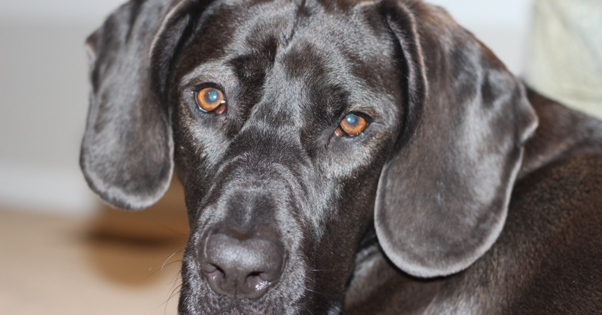 PET OBIT: Self-Made Dog Hudson Harris Put to Rest