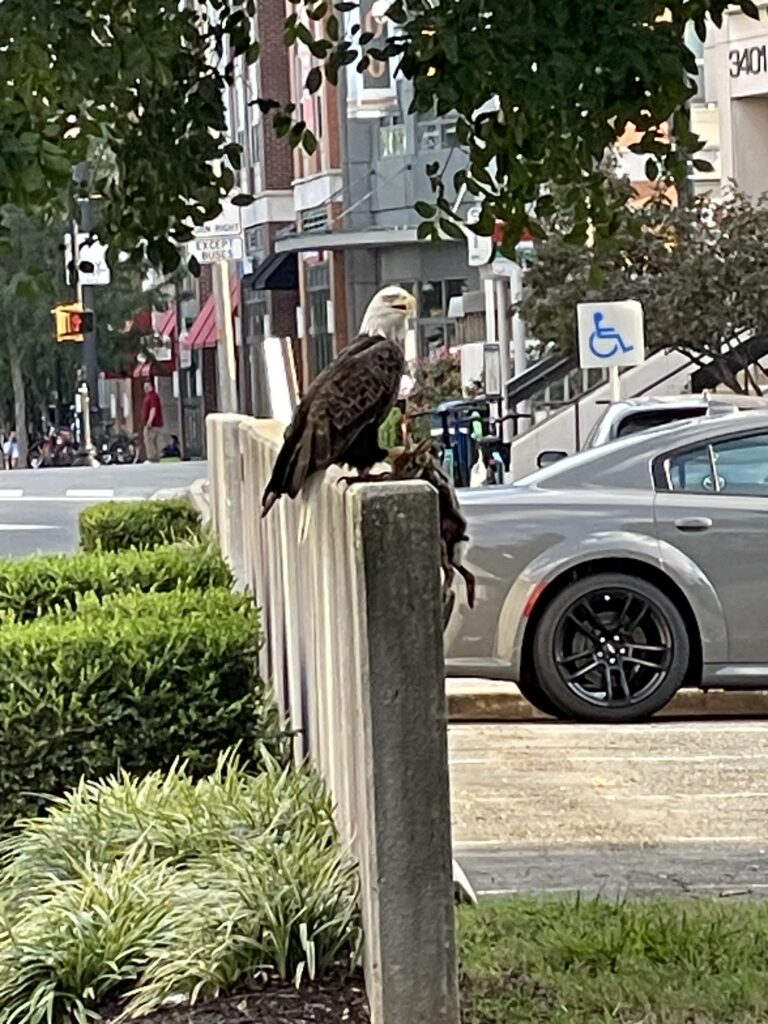 Bald Eagle Goes Rabbit Hunting in Downtown Arlington - The Zebra-Good ...