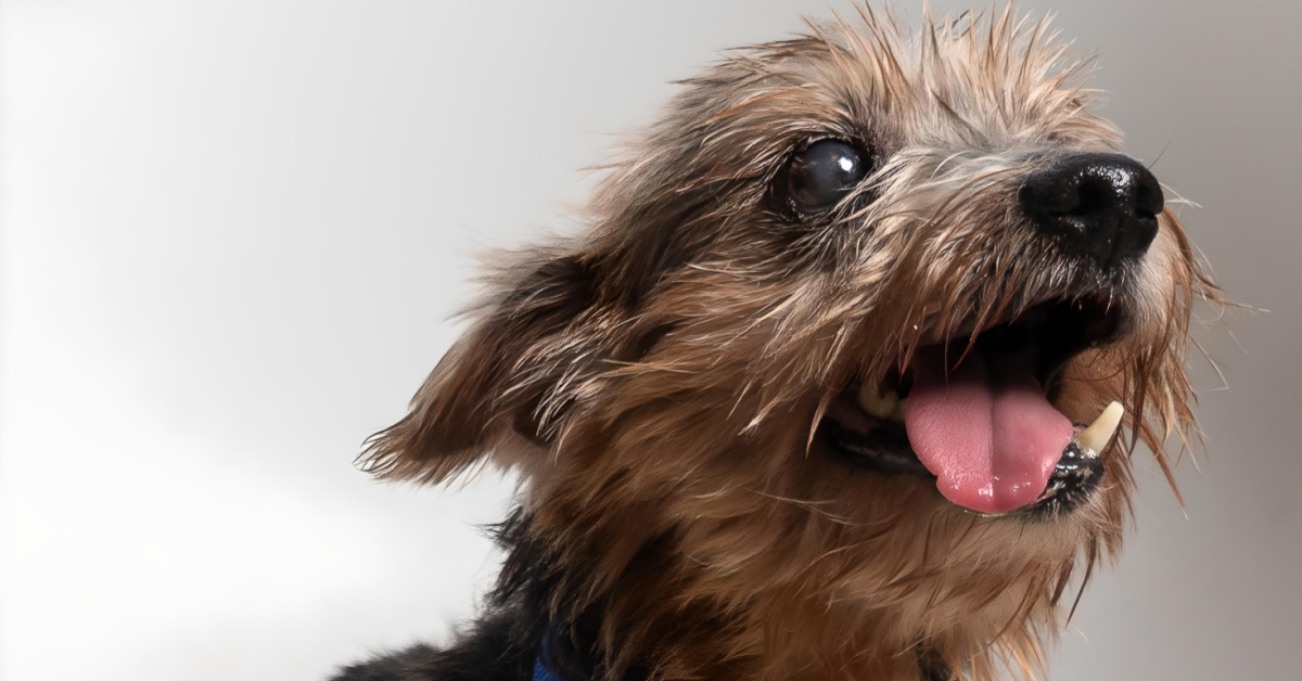 Adopt a Pet in Alexandria: Meet Honey