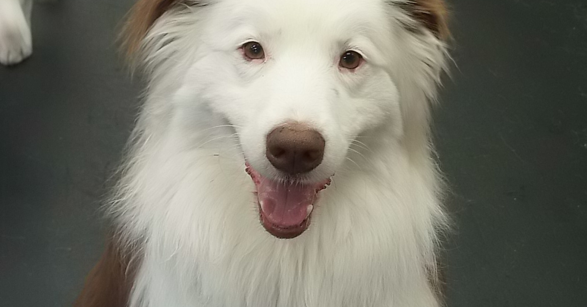 Obituary: Del Ray has Lost its Four Legged Mayor
