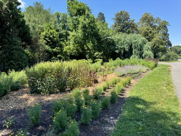 River Farm Unveils New Native Garden - Clara B. Plein Memorial Garden