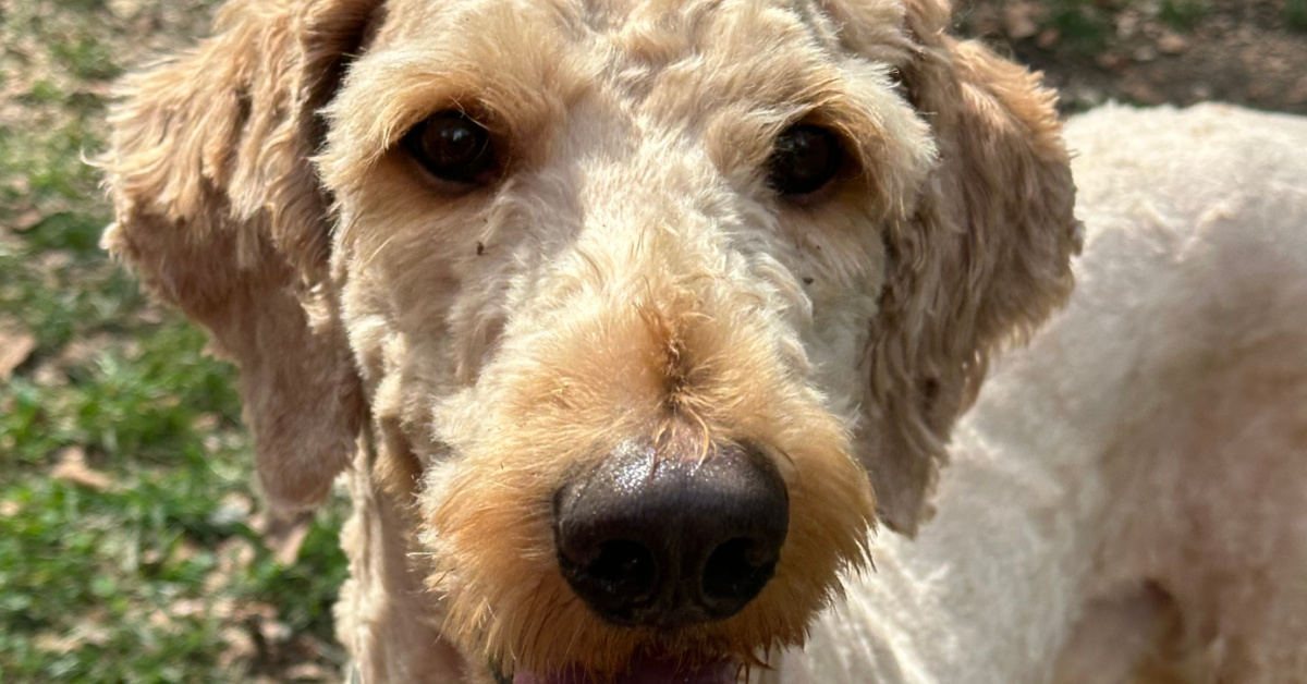 Adopt a Pet in Alexandria: Meet Canelo