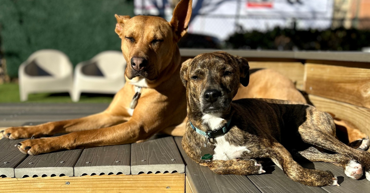 Bark Social is Closed Until Further Notice