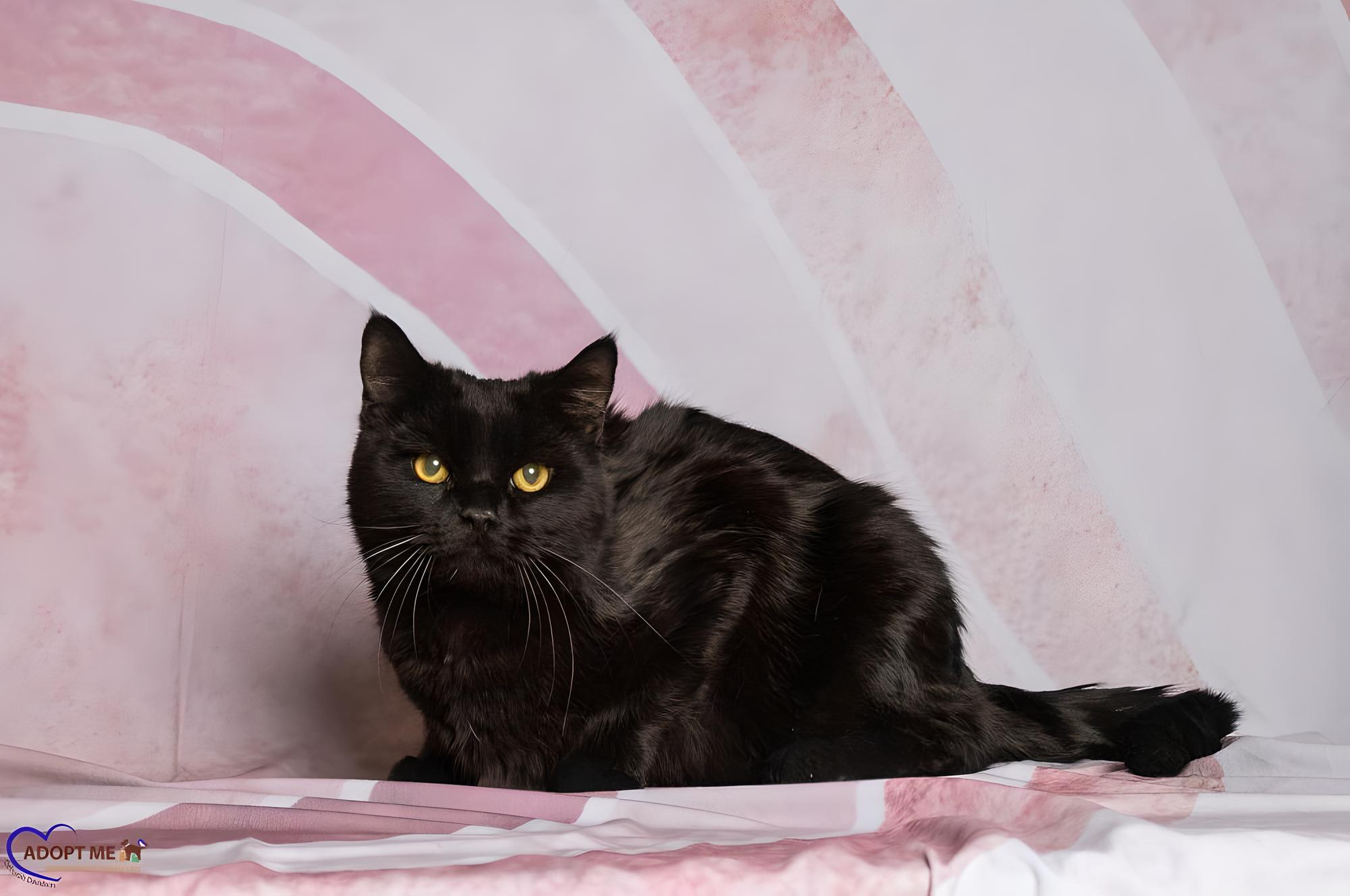 Adopt a Pet in Alexandria: Meet Panther