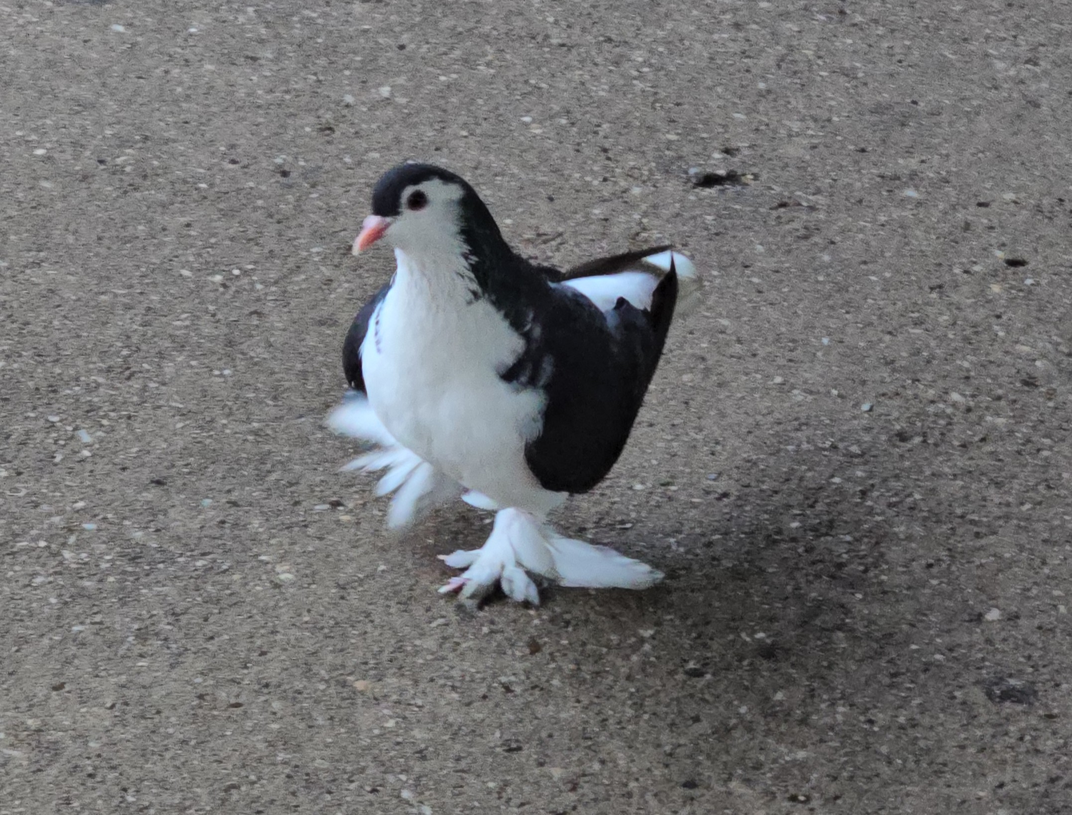 Pigeon Turns Heads at Alexandria Union Station | The Zebra Press