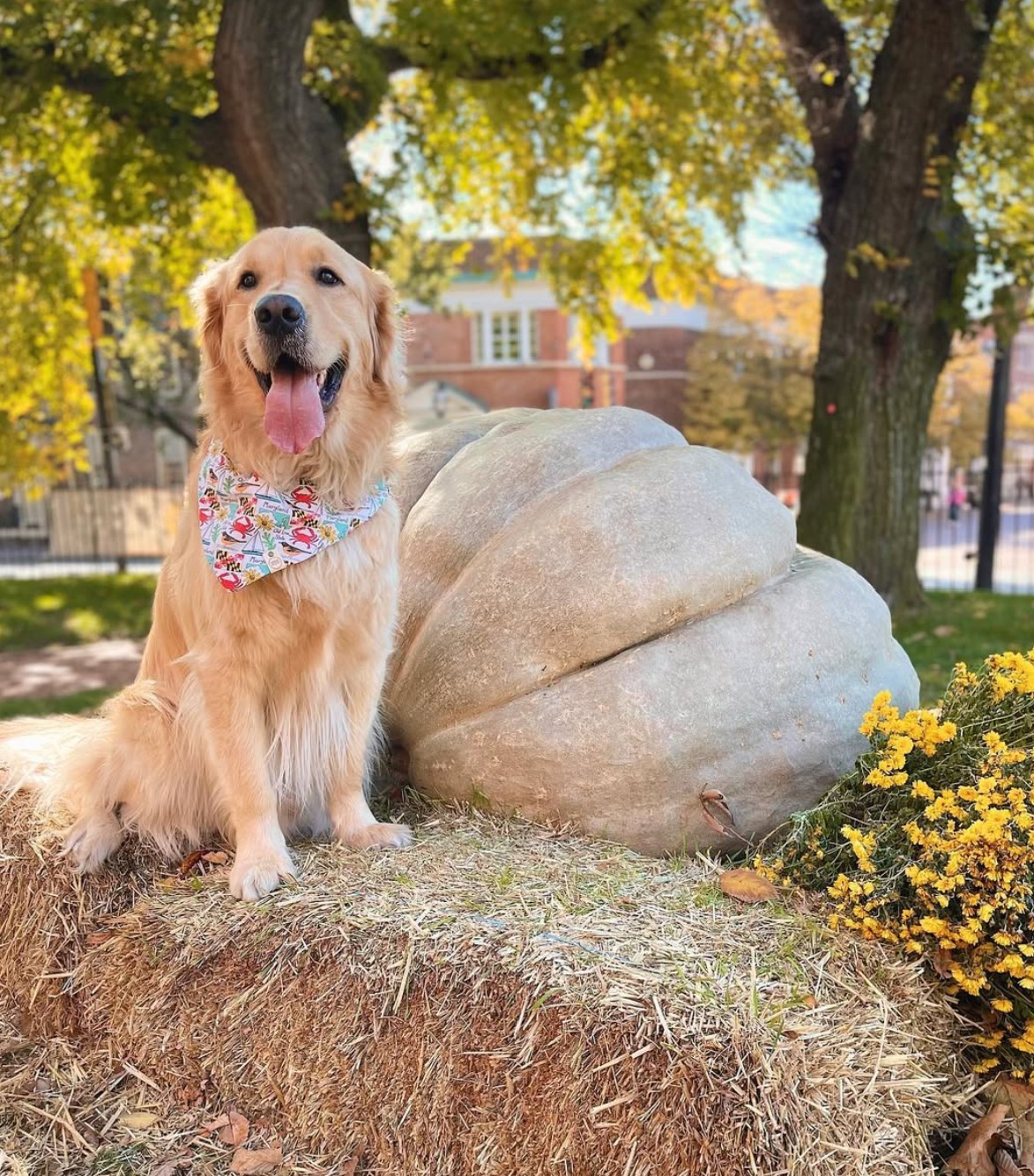 Great Annapolis Pumpkins Return: Giant Fall Fun Near Alexandria