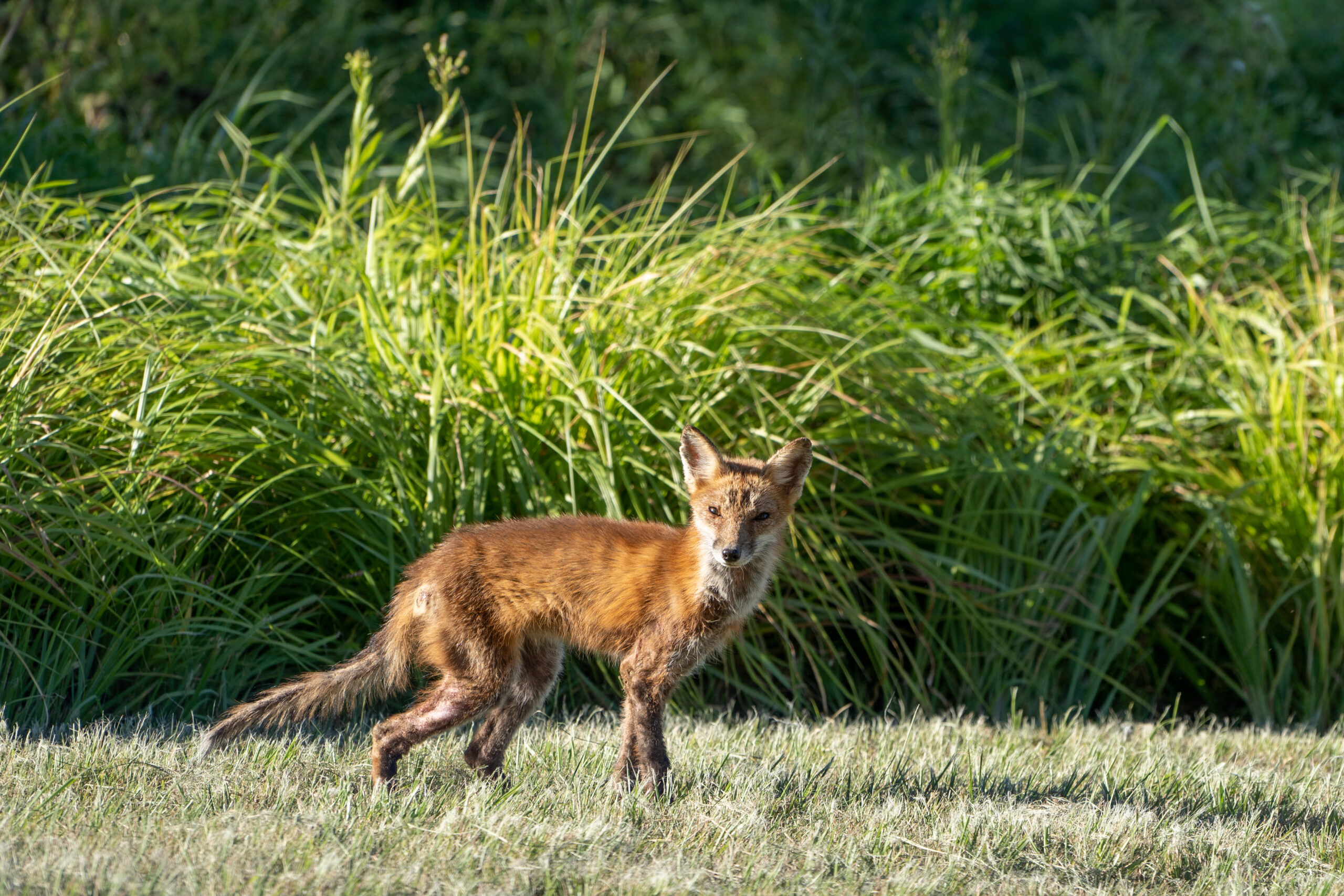 Alexandria Health Department Issues Rabies Alert After Fox in Rosemont ...