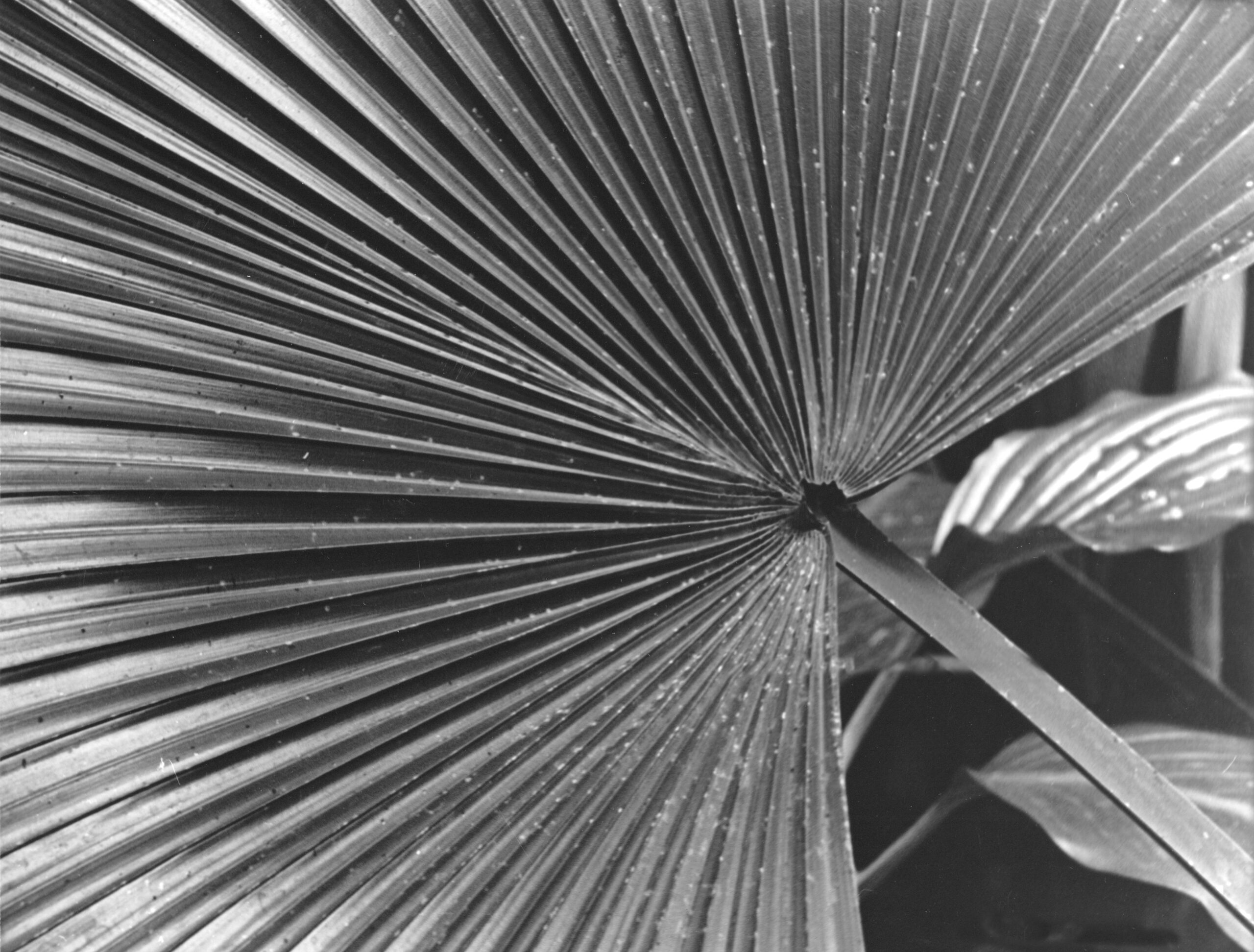 Exploring the Shades of Gray: Meaning, History, and Photography Insights