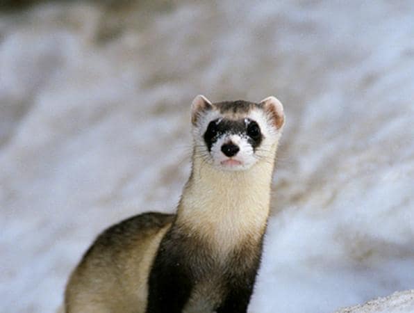 LAS BONDADES DEL HURÓN - Chema Tierra