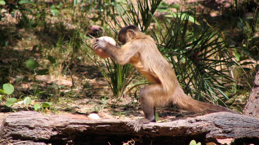 Estos monos capuchinos llevan tres mil años perfeccionando sus ...