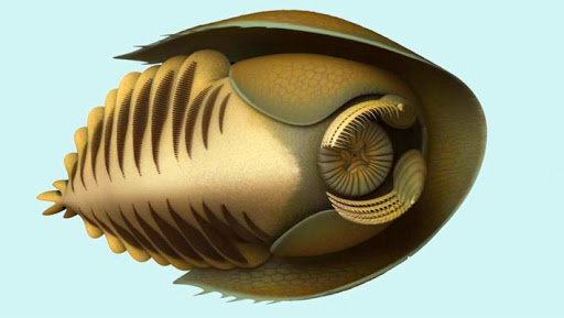 Cambroraster falcatus fue un gran depredador hace 500 millones de años ...