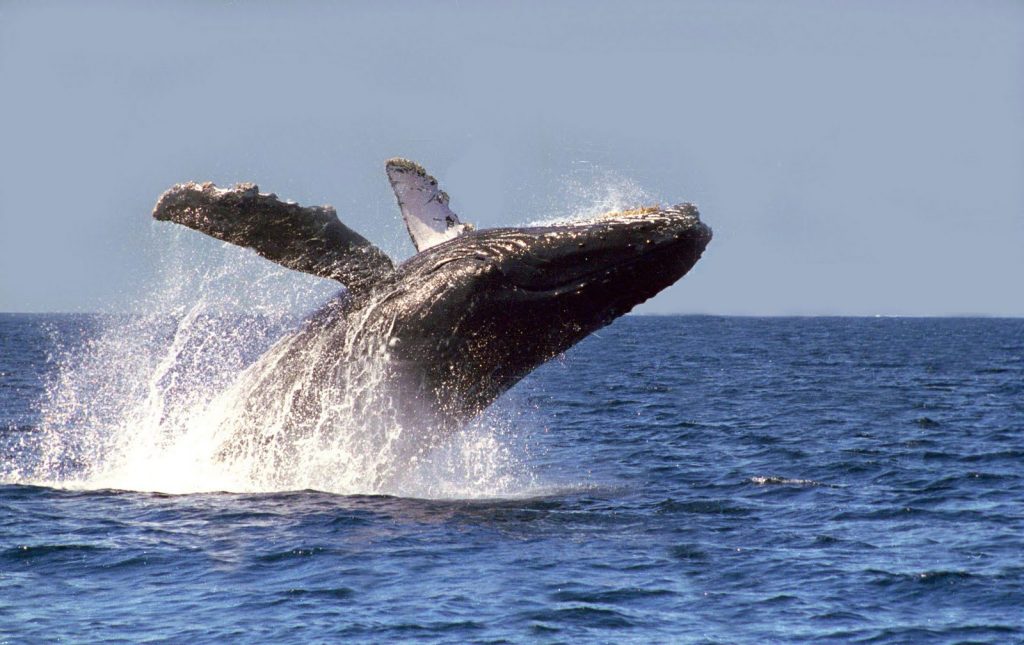 Las 5 migraciones más fascinantes del reino animal - Chema Tierra