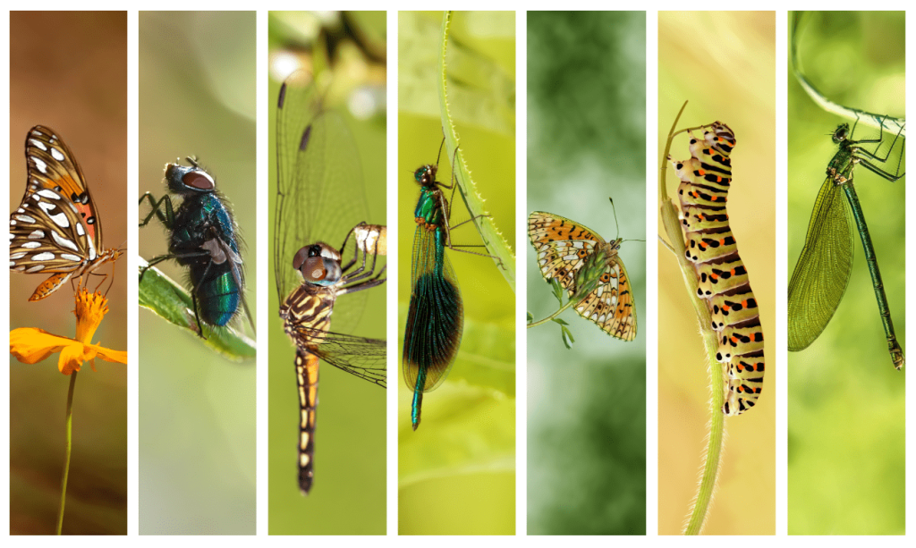 Para los insectos es difícil adaptarse a cambios extremos de ...