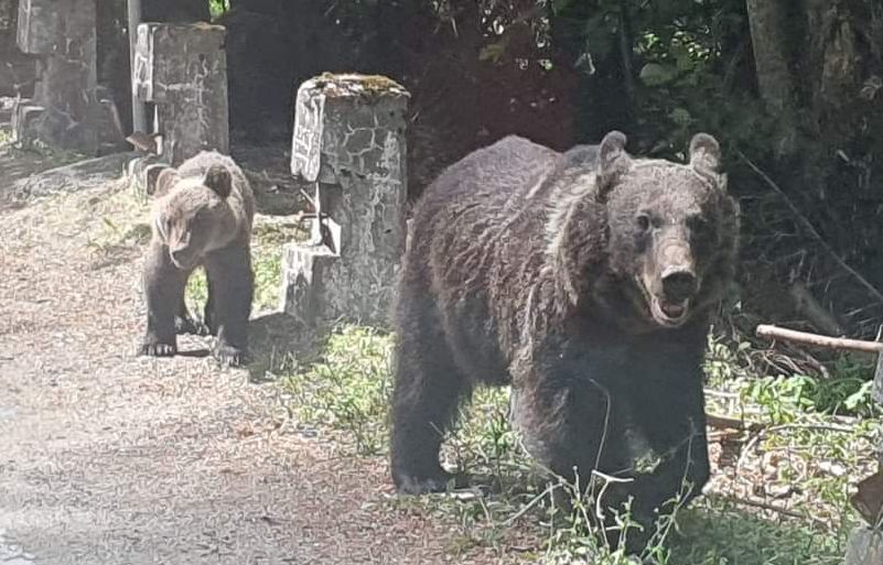 Ursul ataca în centrul unei localități din Alba! Ce a urmat e șocant ...