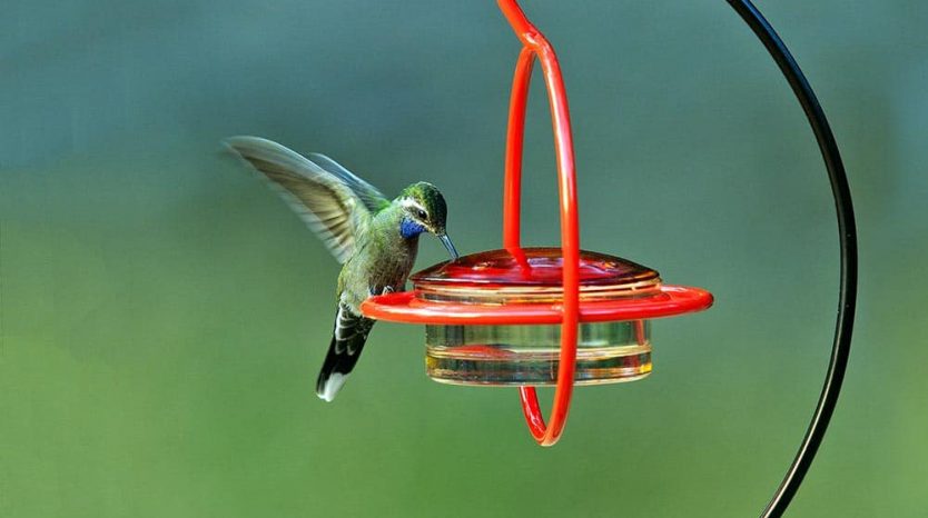 Tabletop Hummingbird Stand - Flying Friends