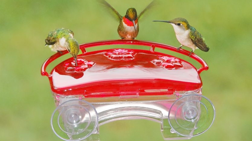 Jewel Box Window Hummingbird Feeder - Flying Friends