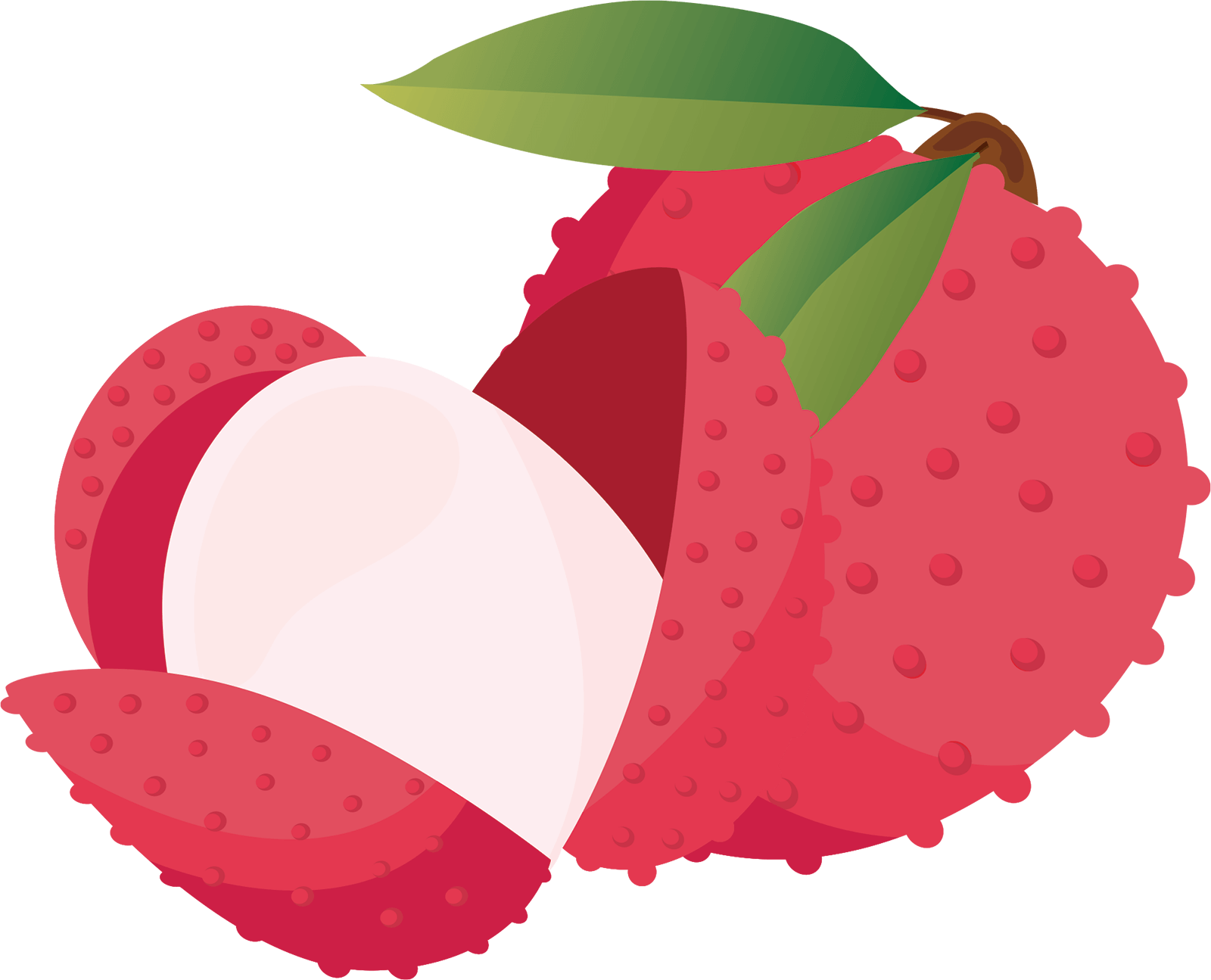 Discover - Sappe Aloe Vera USA