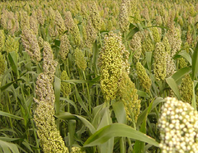 Sorghum E1291 from Simlaw Seeds