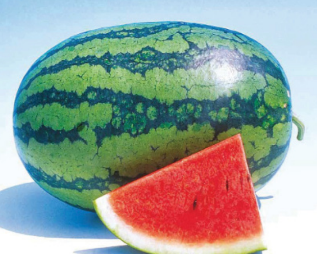 Hybrid Watermelon Daytona F1 1000 seeds from Simlaw Seeds